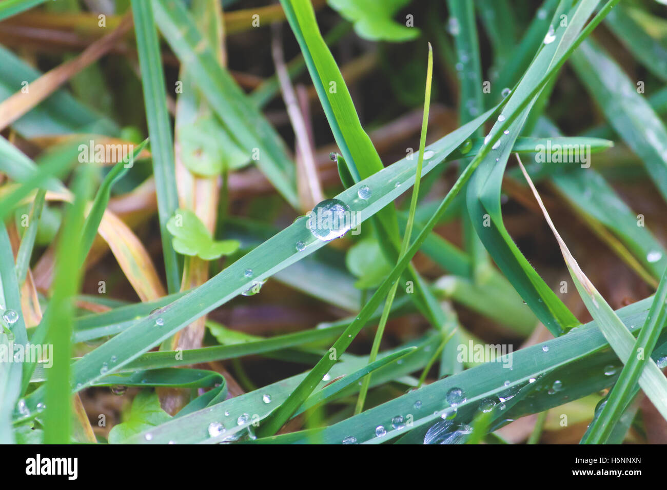 Drew drops on plant hi-res stock photography and images - Alamy