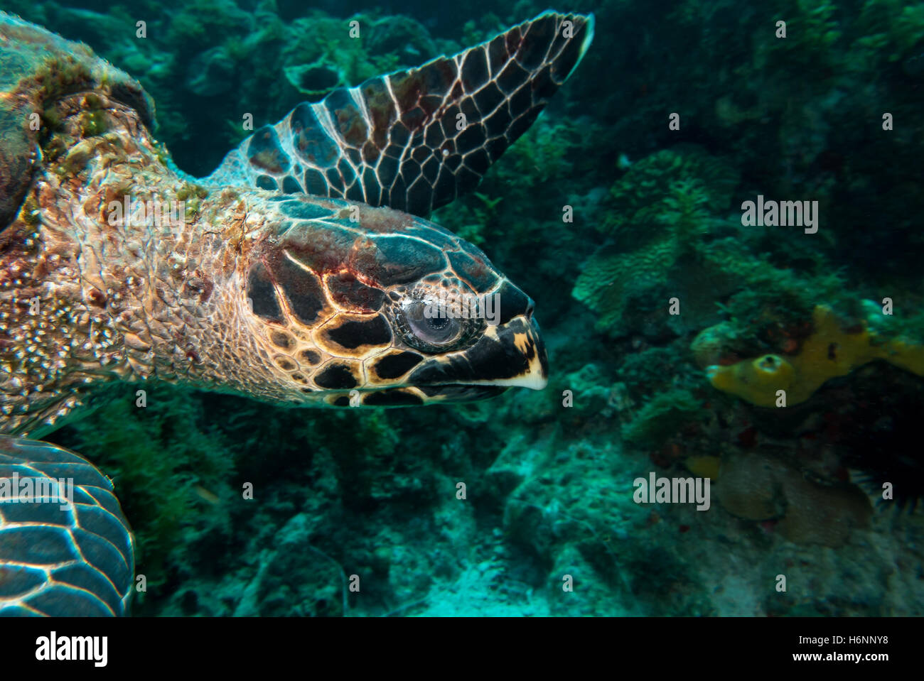 Turtle In Martinique Stock Photo - Alamy