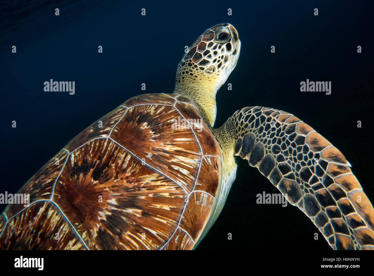 Turtle In Martinique Stock Photo - Alamy