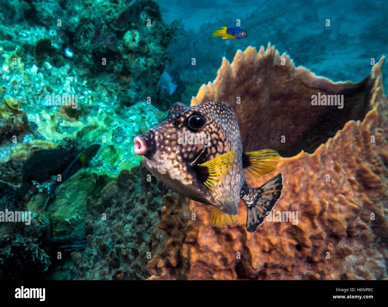 Smooth Trunkfish in Martinique Stock Photo - Alamy