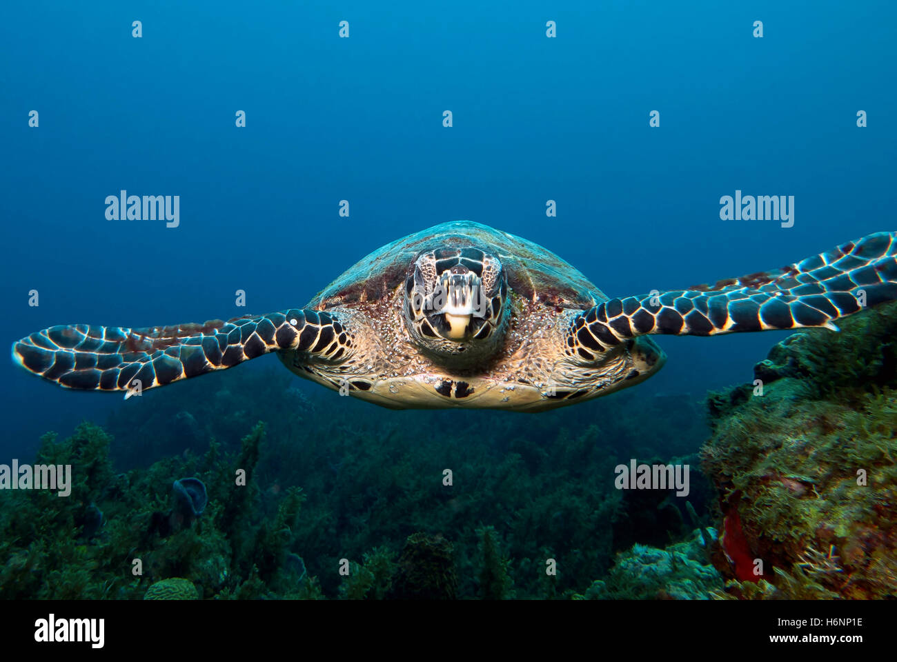 Turtle In Martinique Stock Photo - Alamy