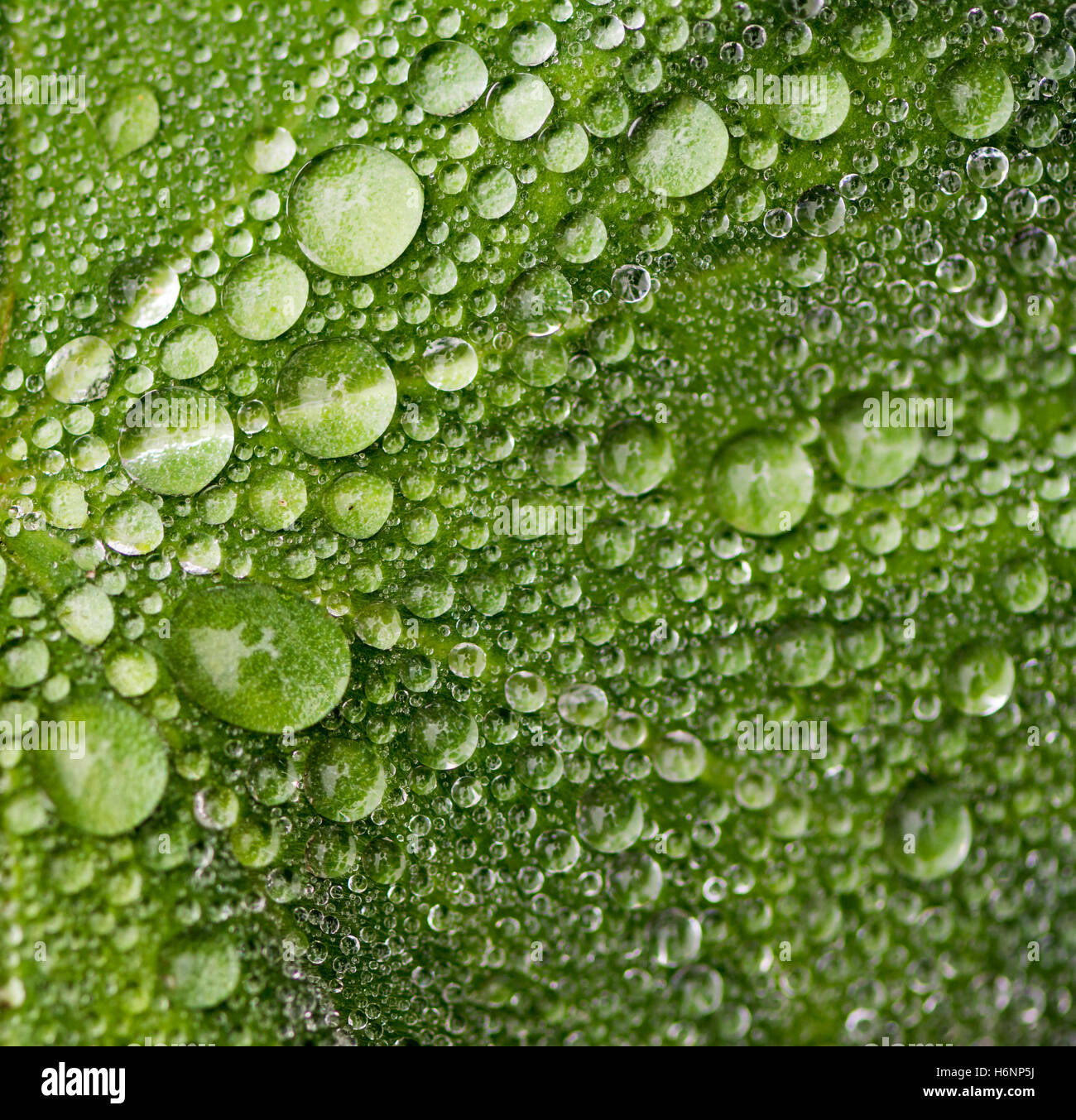 Drip leaf macro hi-res stock photography and images - Alamy