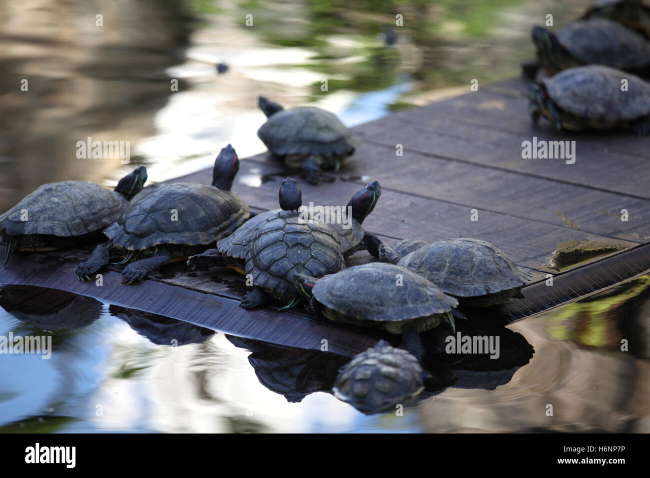 Turtles go about their business, Thailand, South East Asia Stock Photo ...