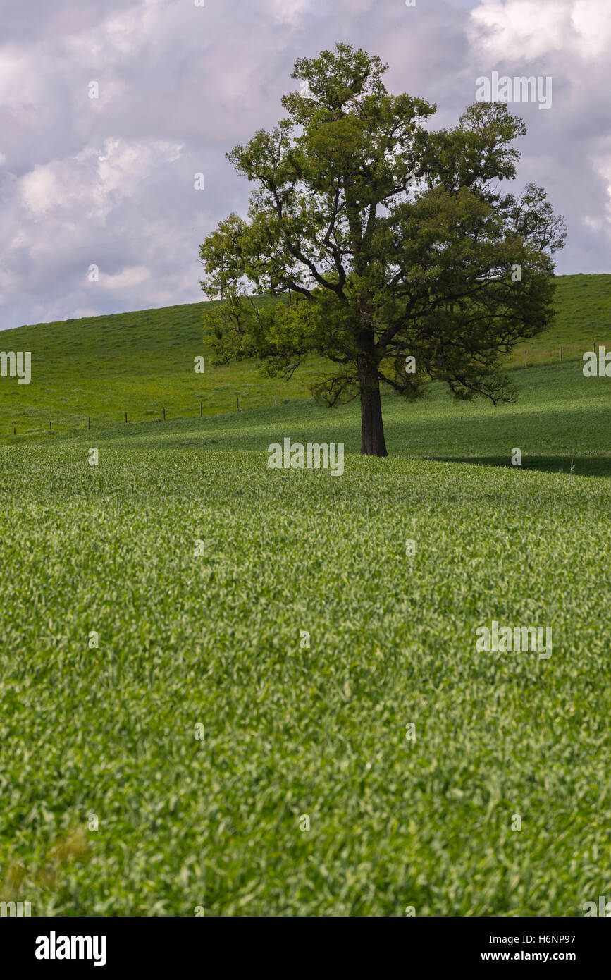 Tree in the field Stock Photo - Alamy