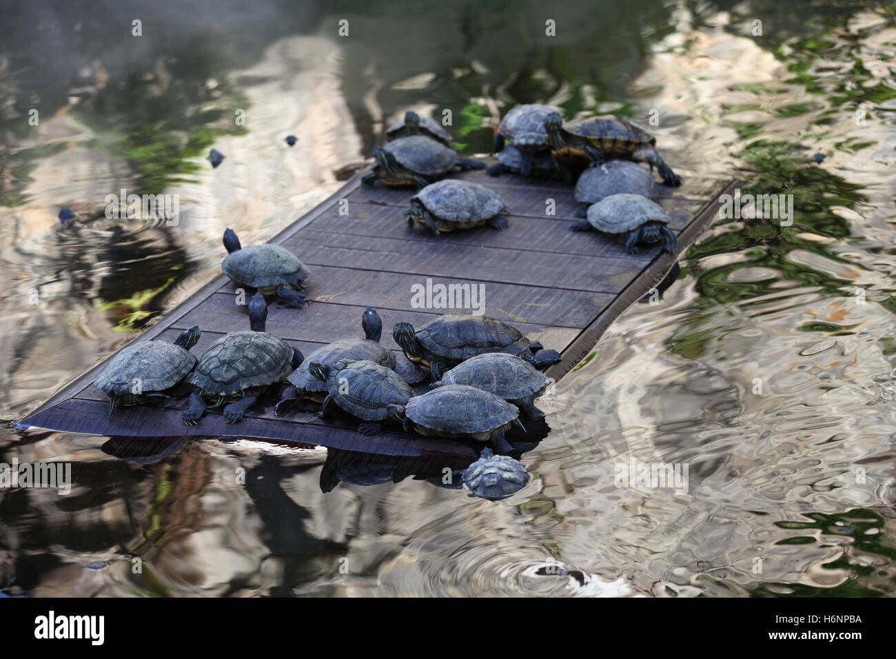 Turtles go about their business, Thailand, South East Asia Stock Photo ...