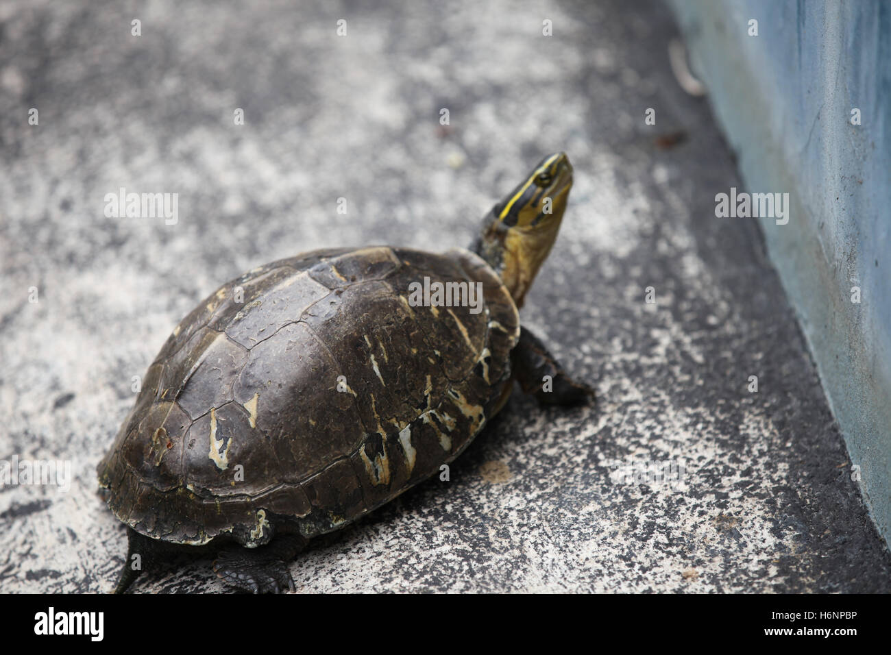 Turtles go about their business, Thailand, South East Asia Stock Photo ...