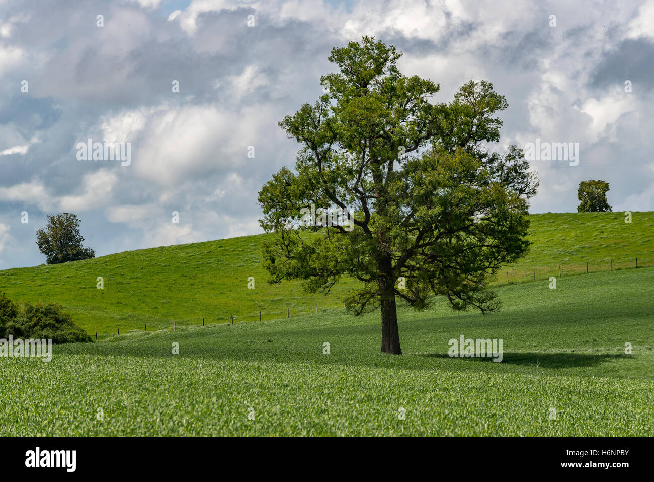 Tree in the field Stock Photo - Alamy