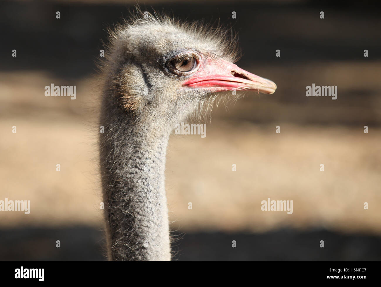 Ostrich bird with a long neck, Thailand, South East Asia Stock Photo ...