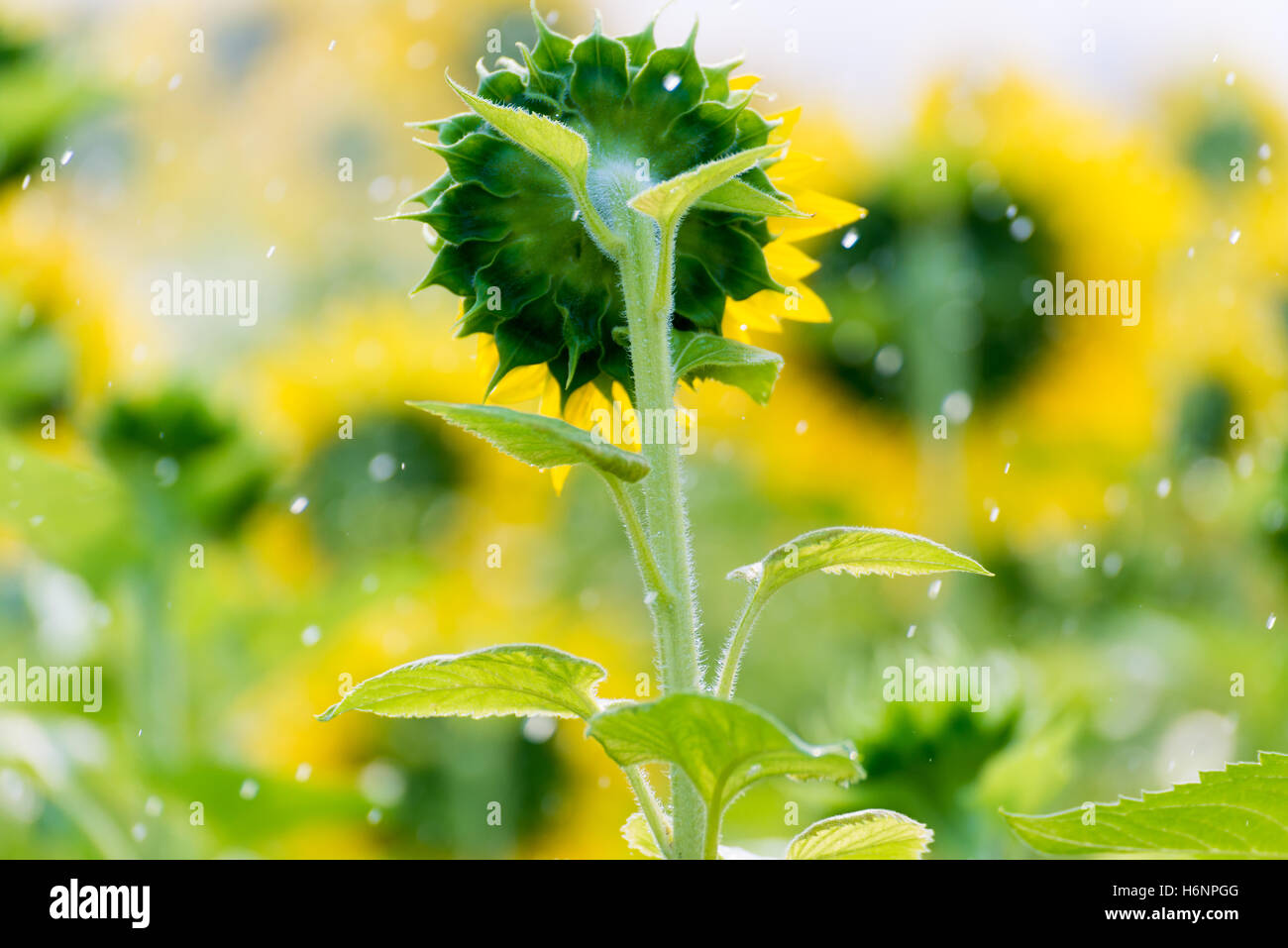 Close-up watering sunflower field at morning Stock Photo - Alamy