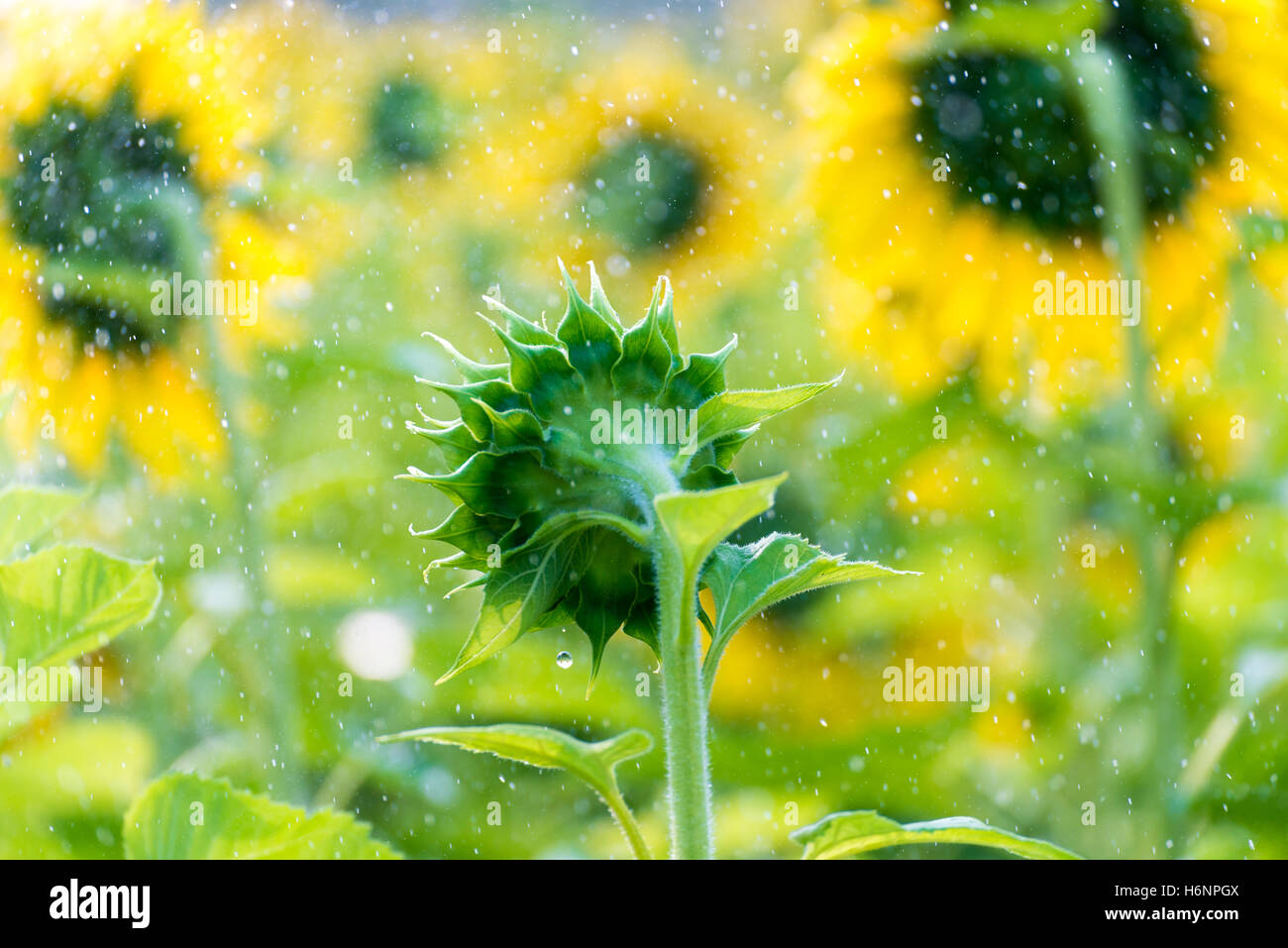 Close-up watering sunflower field at morning Stock Photo - Alamy