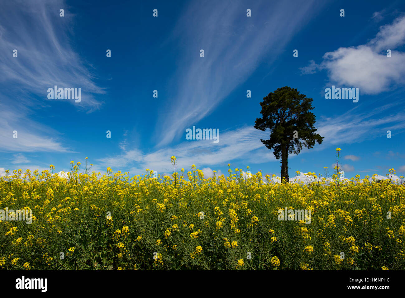 Tree in the Raps Stock Photo - Alamy