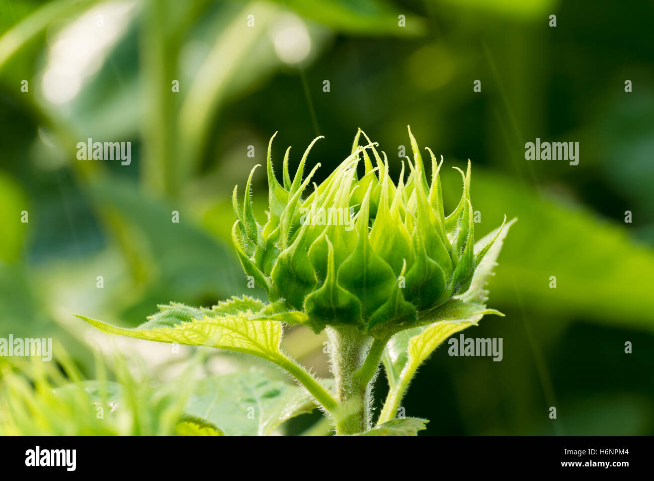 Close-up watering sunflower field at morning Stock Photo - Alamy