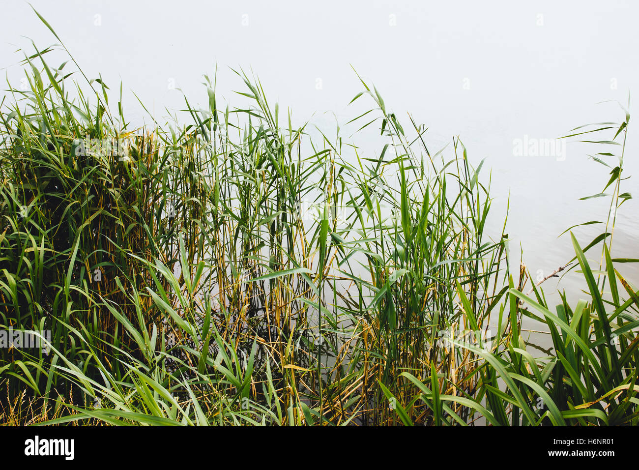 Green reed plants growing on the waterfront Stock Photo - Alamy