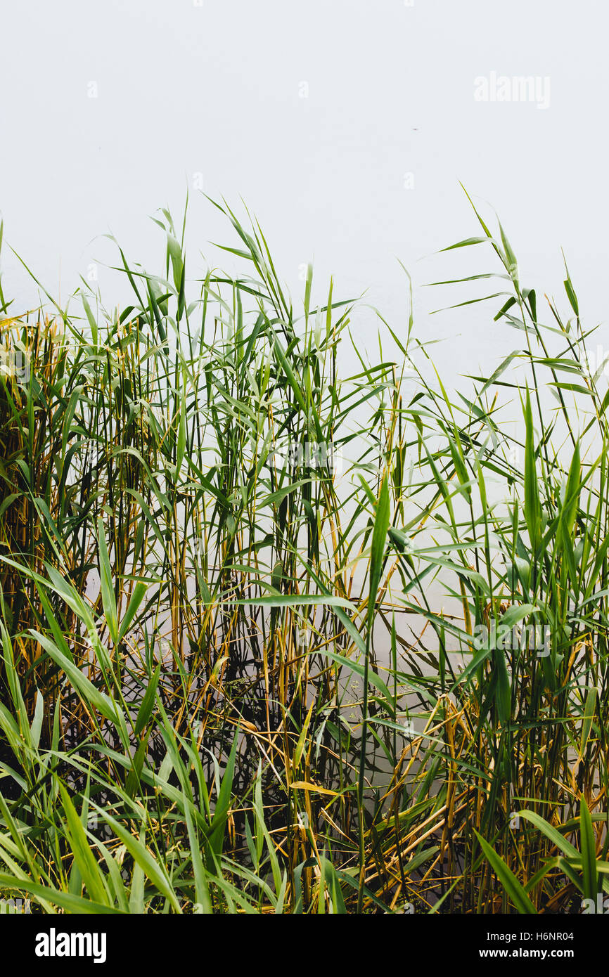 Reed water green hi-res stock photography and images - Alamy