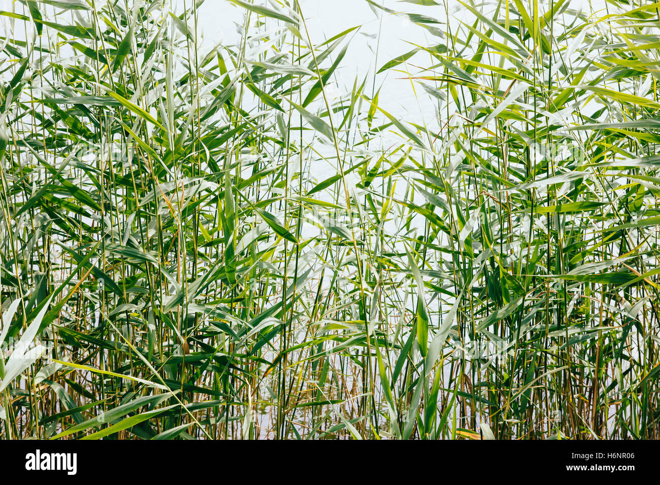 Reed water green hi-res stock photography and images - Alamy