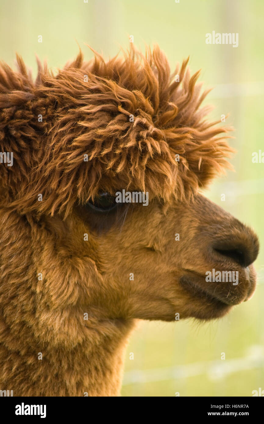 Dark brown alpaca hi-res stock photography and images - Alamy