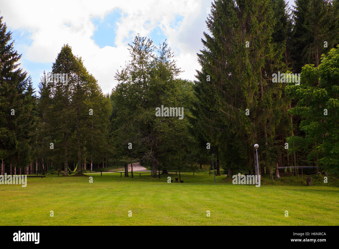 Grass and trees in the Kočevski Rog or Kočevje Rog, Slovenia Stock ...
