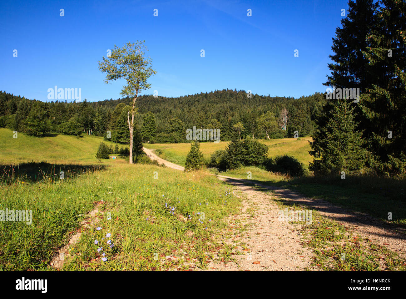 Grass and trees in the Kočevski Rog or Kočevje Rog, Slovenia Stock ...