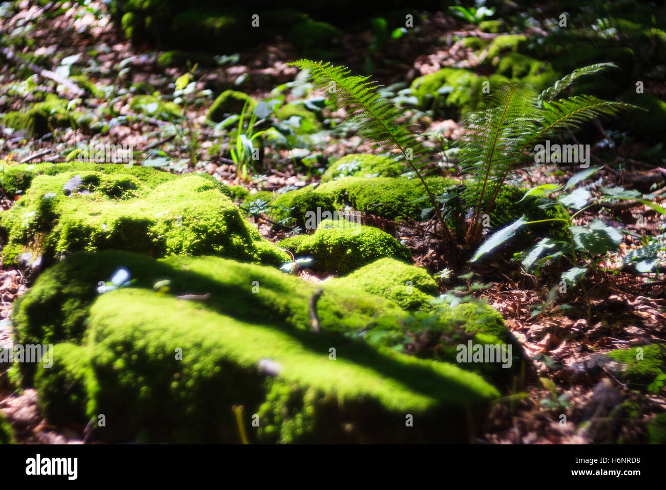 Rocks with fern and moss hi-res stock photography and images - Alamy