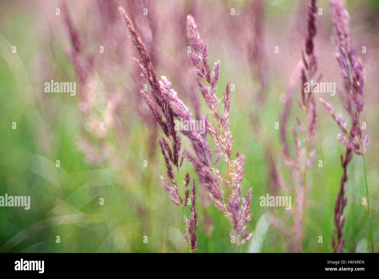 Grass countryside hi-res stock photography and images - Alamy