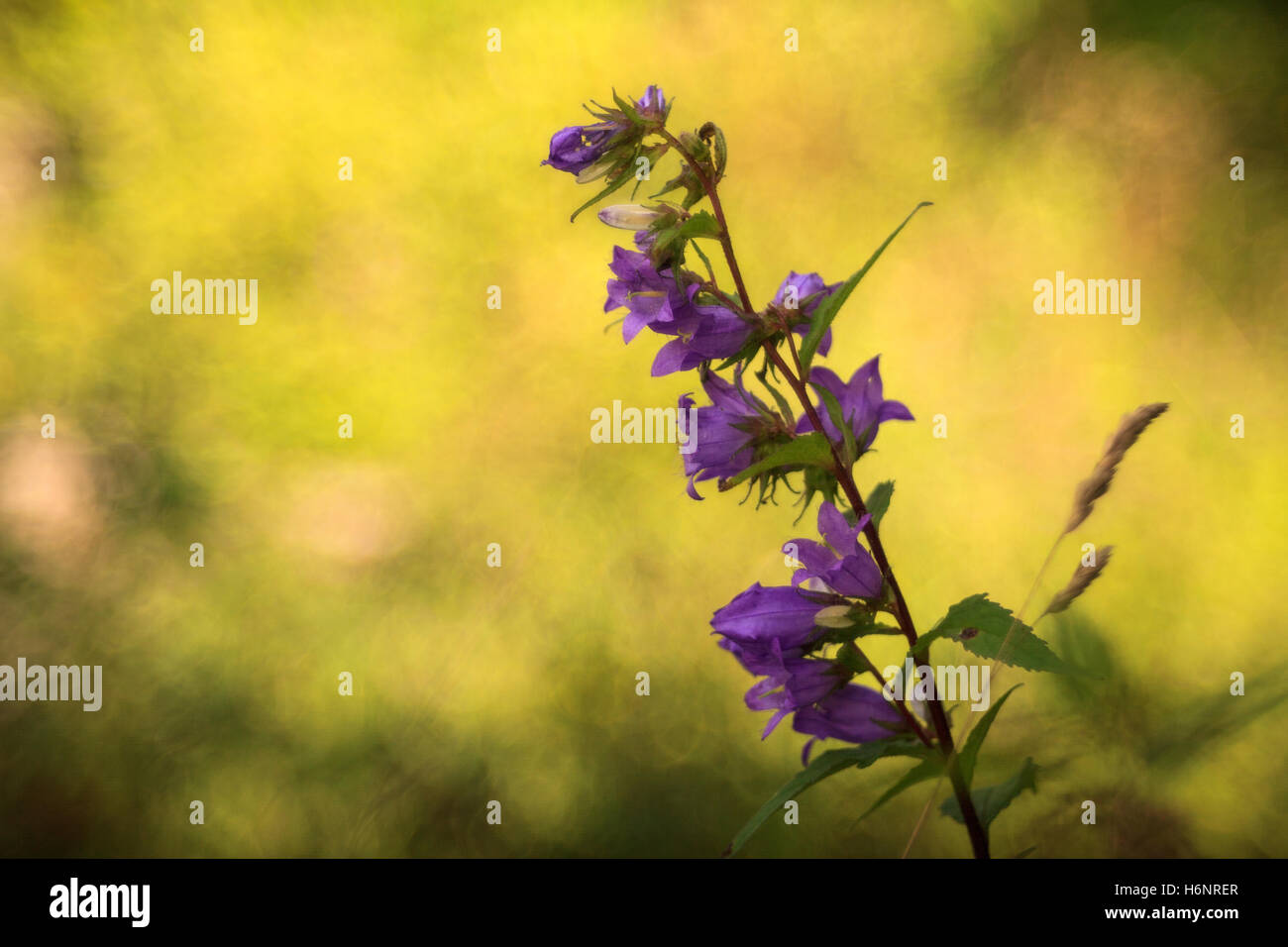 Bluebell countryside hi-res stock photography and images - Alamy