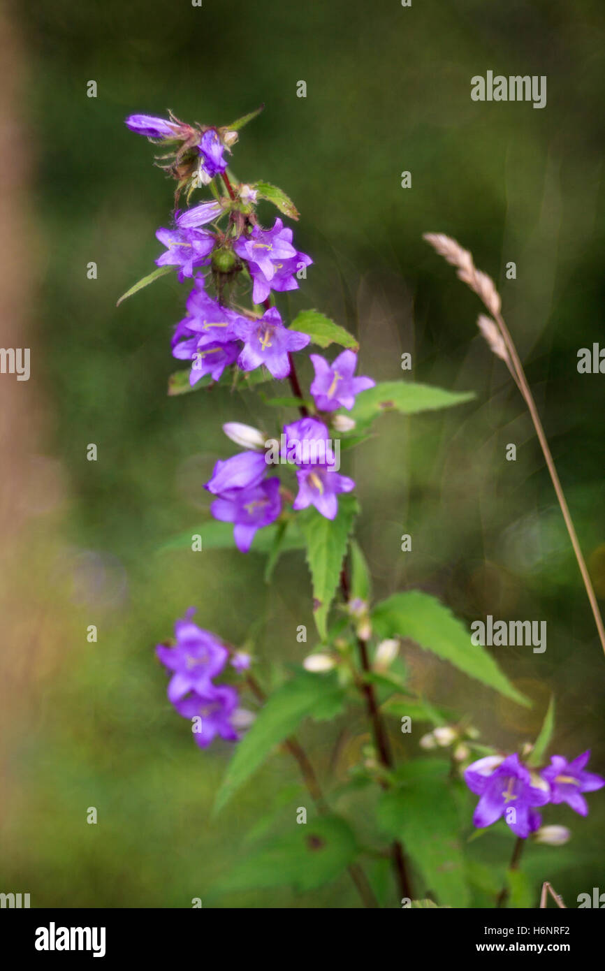 Bluebell countryside hi-res stock photography and images - Alamy