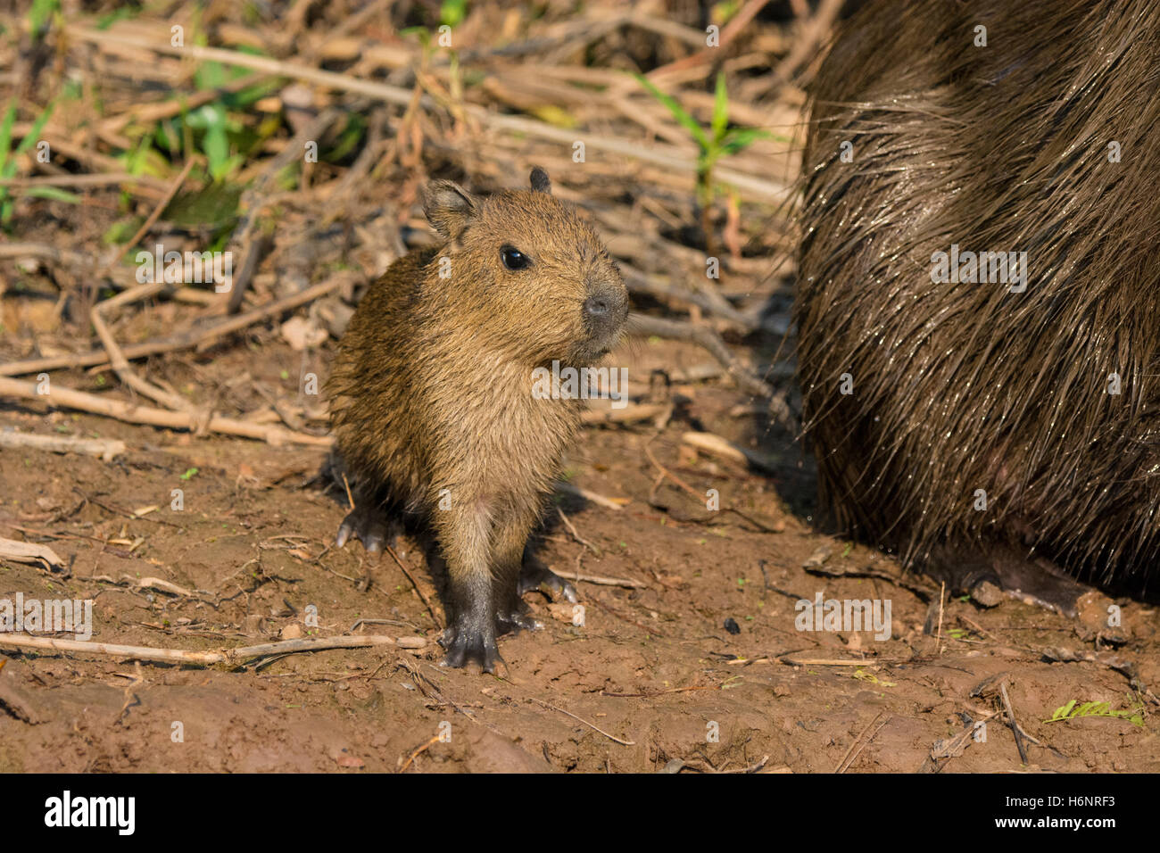 Capybara baby hi-res stock photography and images - Alamy