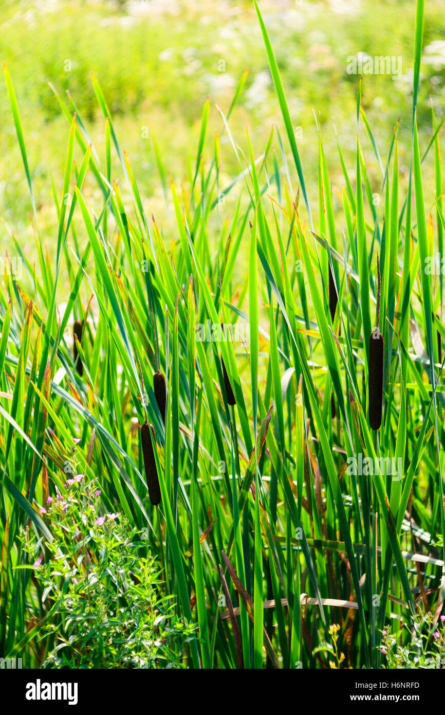 View of the Typha latifolia in the countryside Stock Photo - Alamy