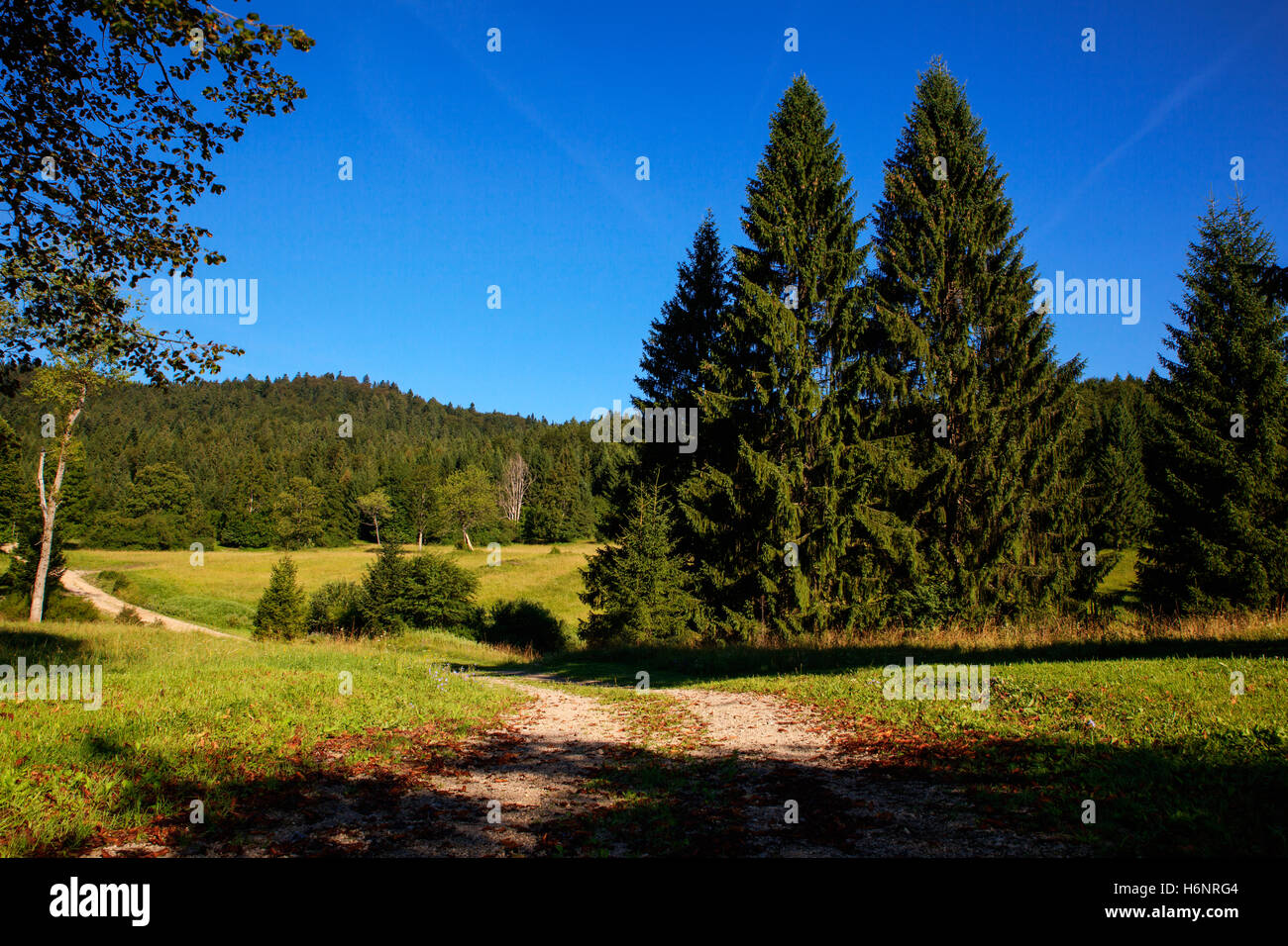 Grass and trees in the Kočevski Rog or Kočevje Rog, Slovenia Stock ...