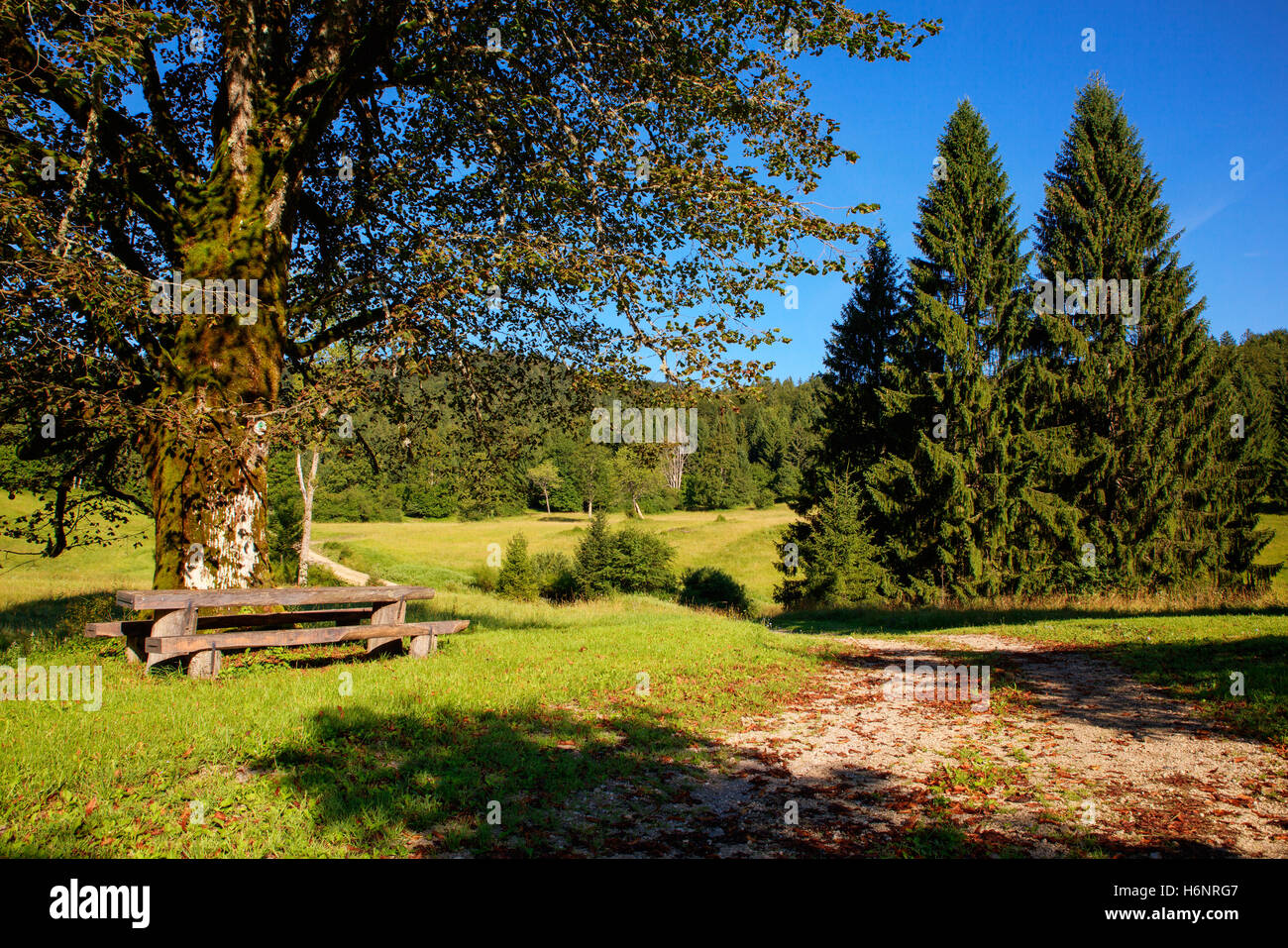 Grass and trees in the Kočevski Rog or Kočevje Rog, Slovenia Stock ...