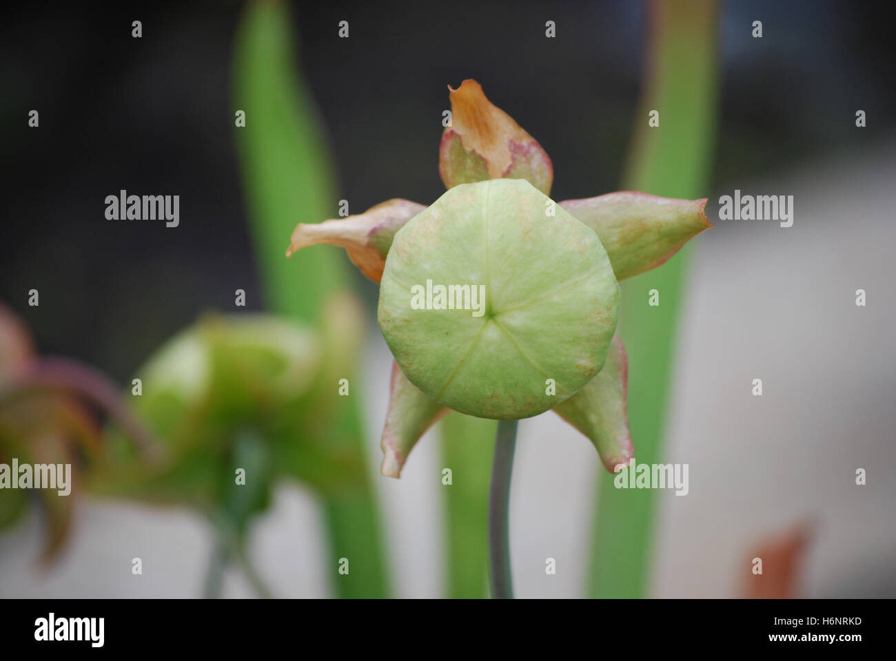 Flowering green carnivorous plant in a garden Stock Photo - Alamy
