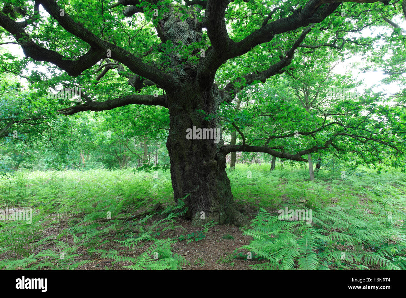 Spring colours, English Oak Tree, (Quercus robur) in Sherwood Forest ...