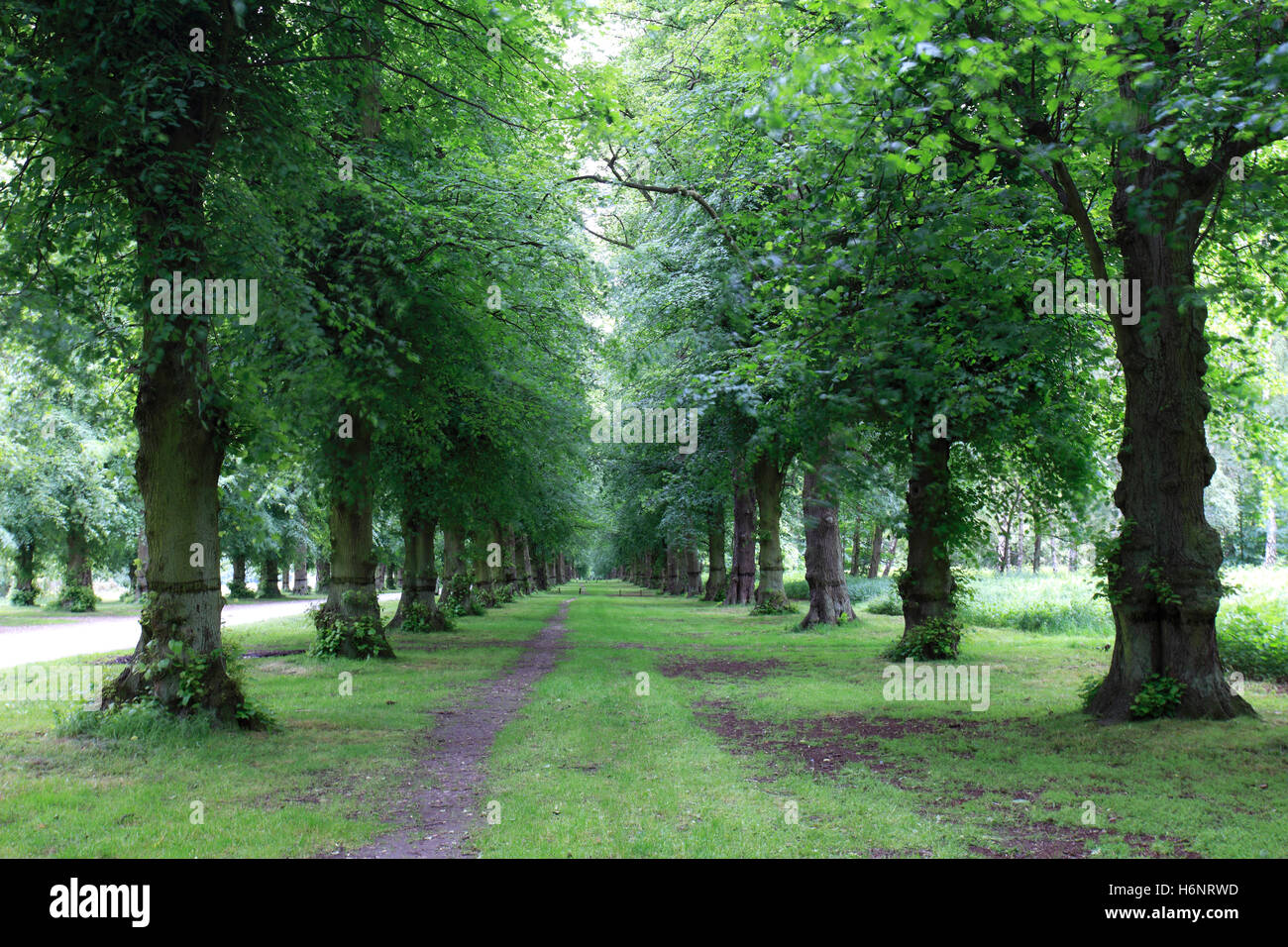 Spring colours, Common Lime Tree Avenue, (Tilia x vulgaris), Clumber ...