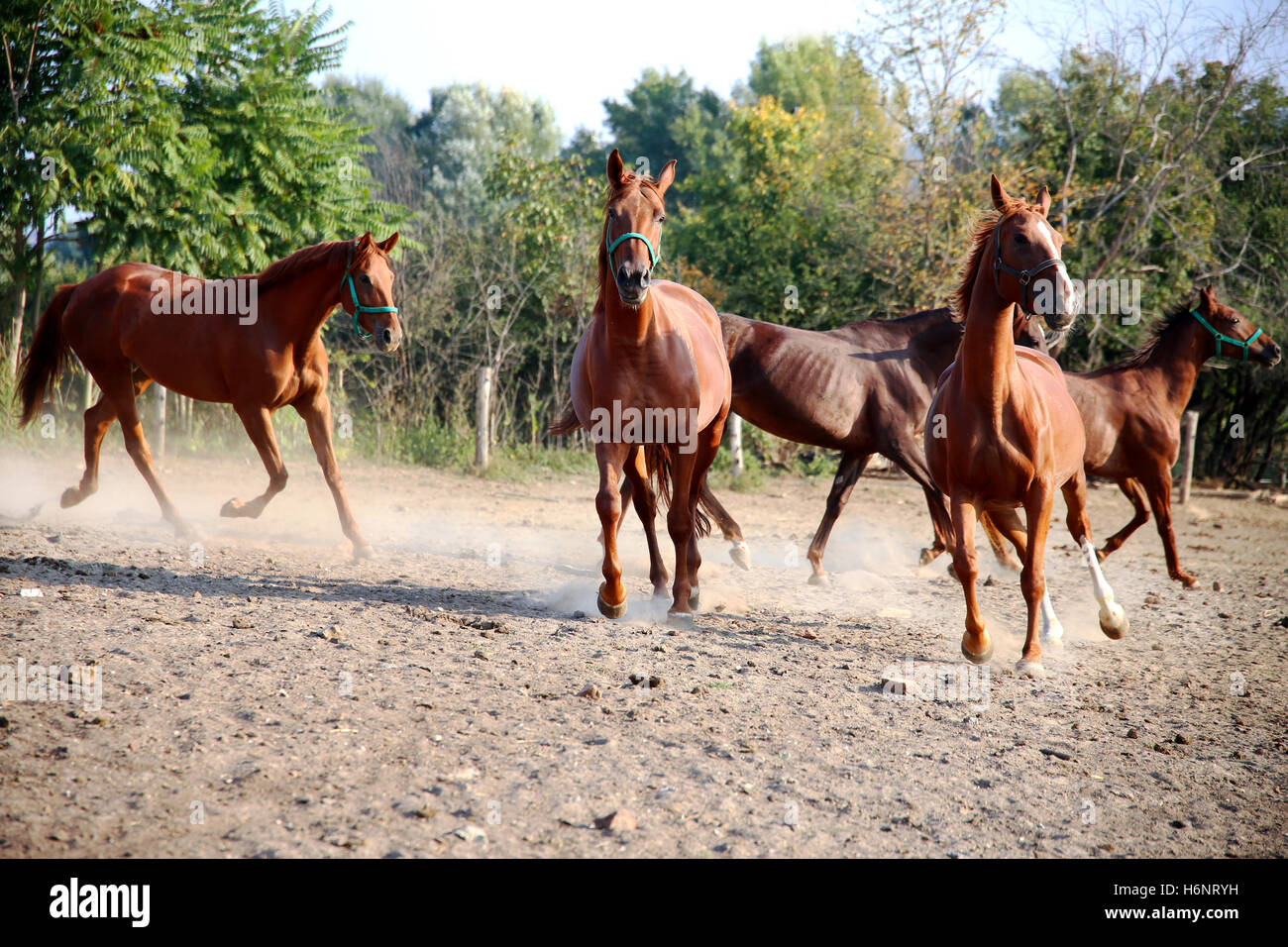 Hungarian thoroughbred horse hi-res stock photography and images - Alamy