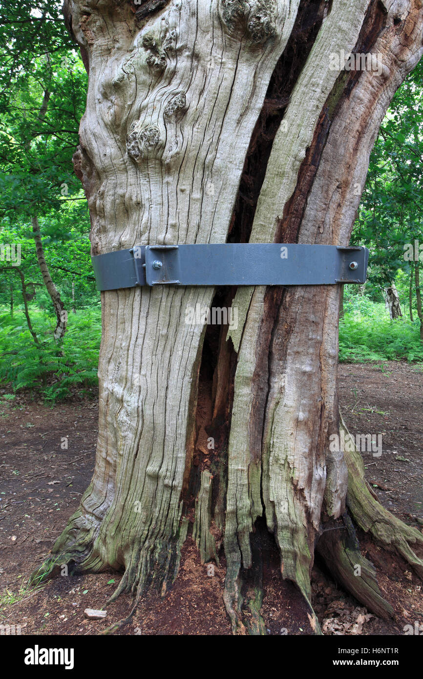 Sssi royal forest hi-res stock photography and images - Alamy