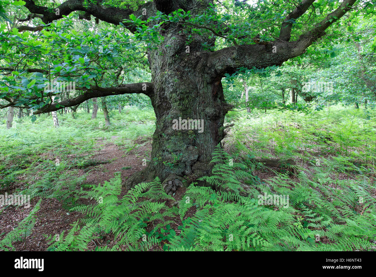 Spring colours, English Oak Tree, (Quercus robur) in Sherwood Forest ...