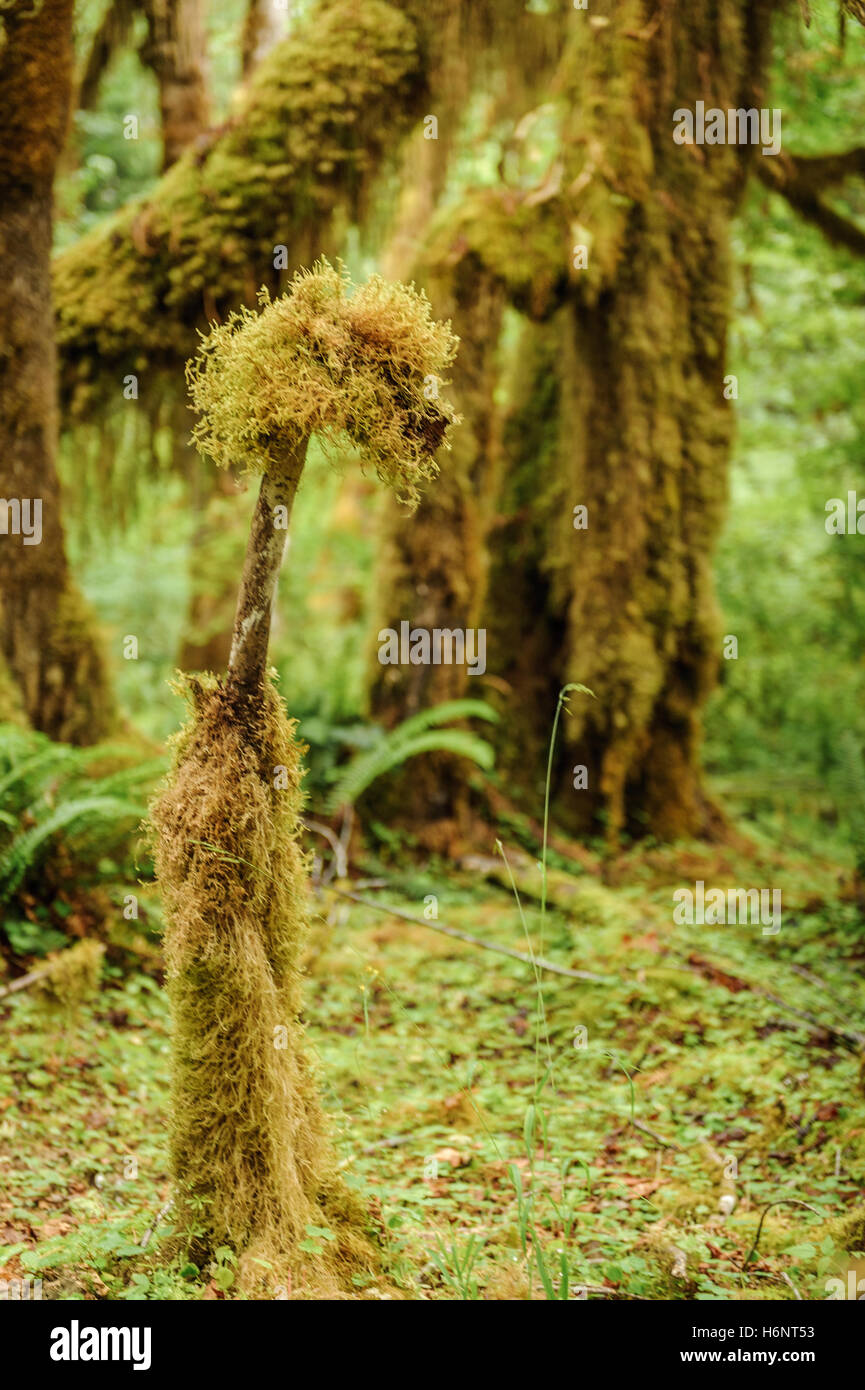 Tree closeup covered with moss in the temperate Hoh Rain Forest ...