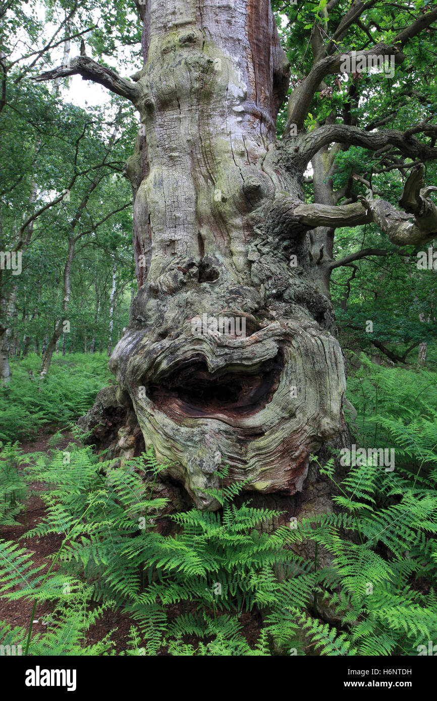 English Oak Tree with a face on it, (Quercus robur) in Sherwood Forest ...