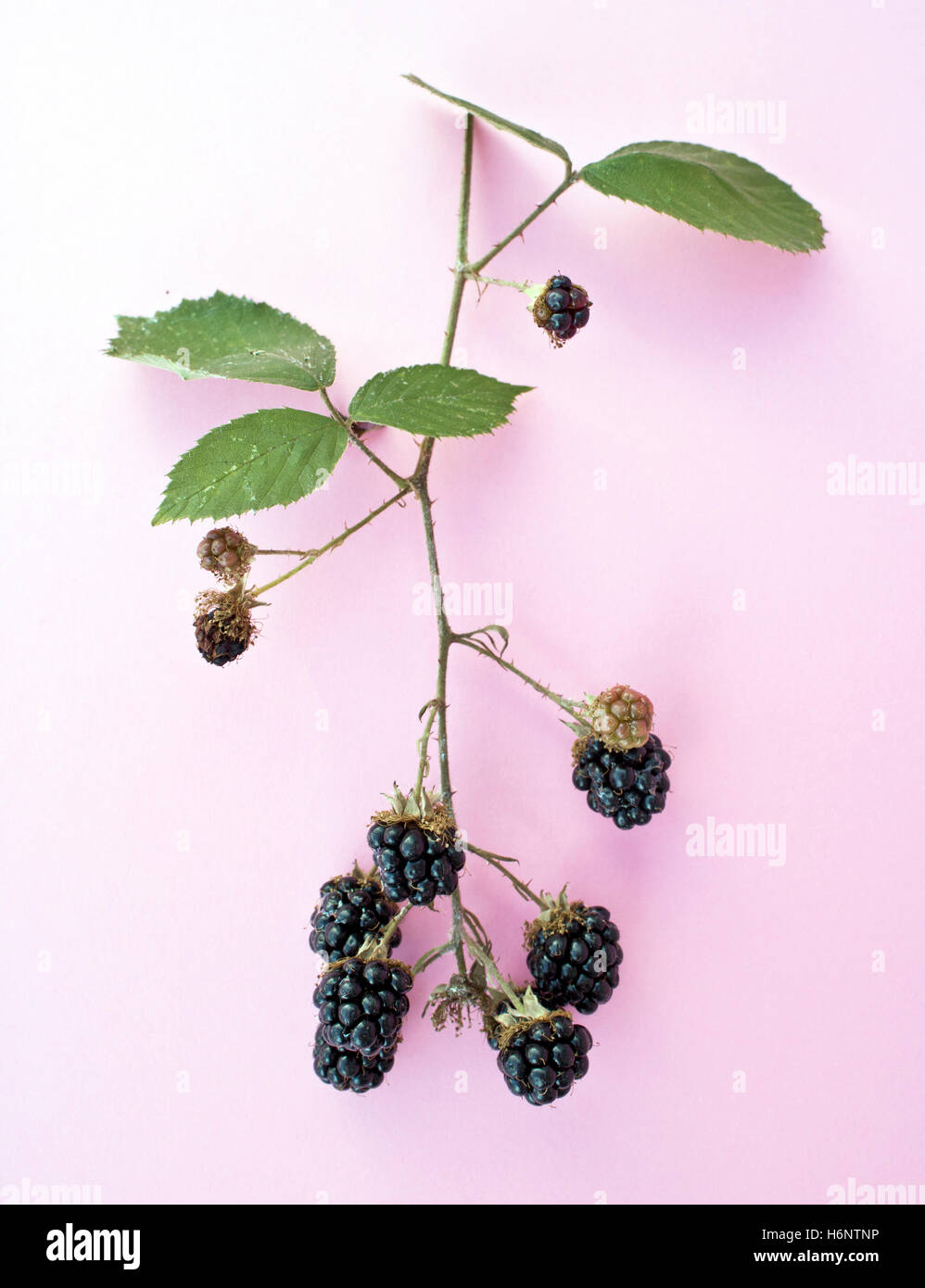 Blackberry Cluster On Vine Stock Photo - Alamy