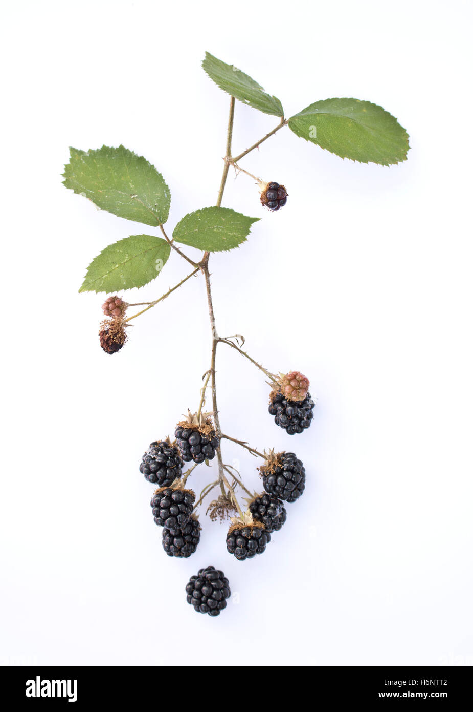 Blackberry on the vine hi-res stock photography and images - Alamy