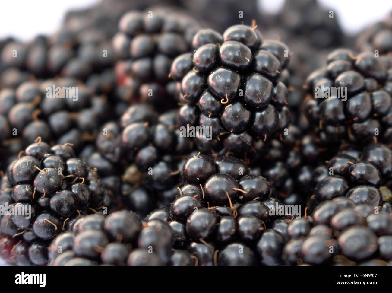 Cluster Group of Blackberries Stock Photo - Alamy