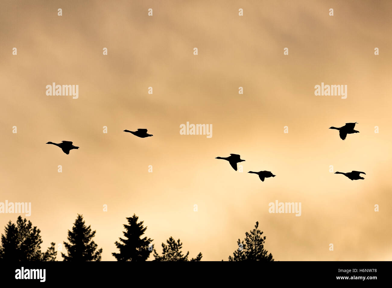 Flying over tree tops hi-res stock photography and images - Alamy