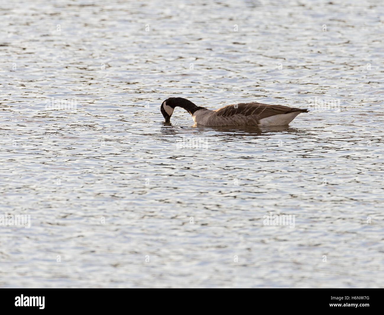 Canada Goose Hunting for Food in water Stock Photo - Alamy