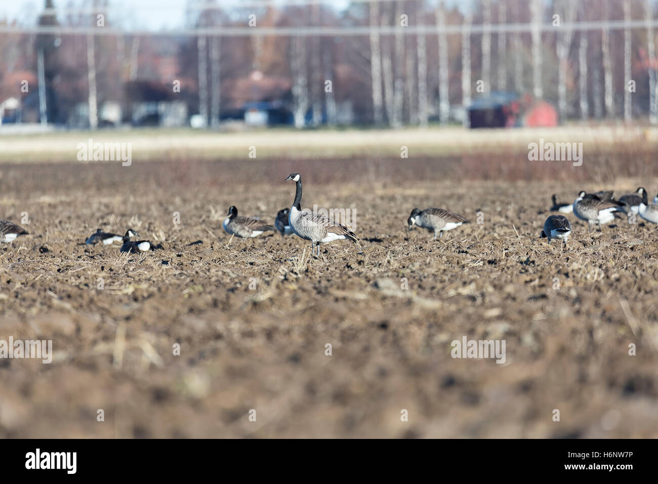 Flock of Canada Geese in farm field Stock Photo - Alamy