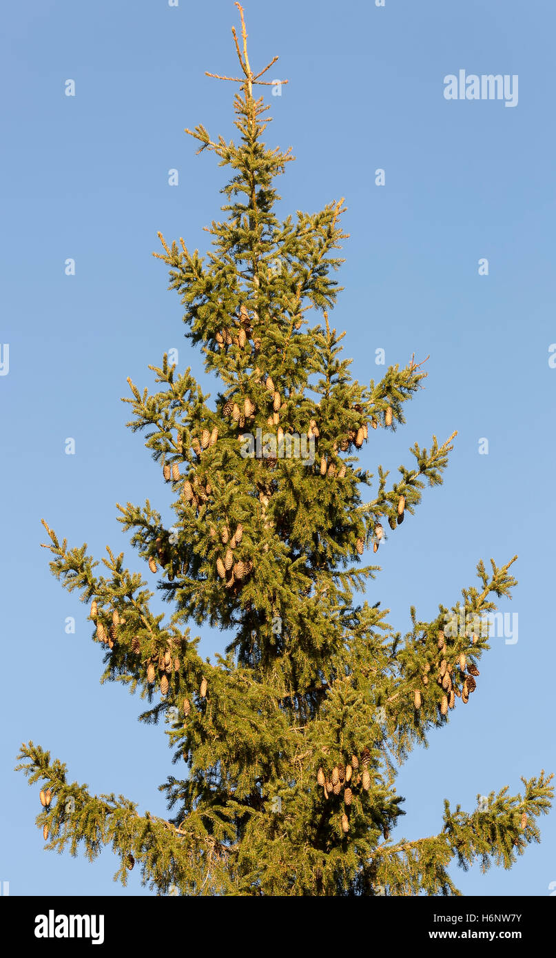Top of Spruce Tree with a clear blue sky Stock Photo - Alamy