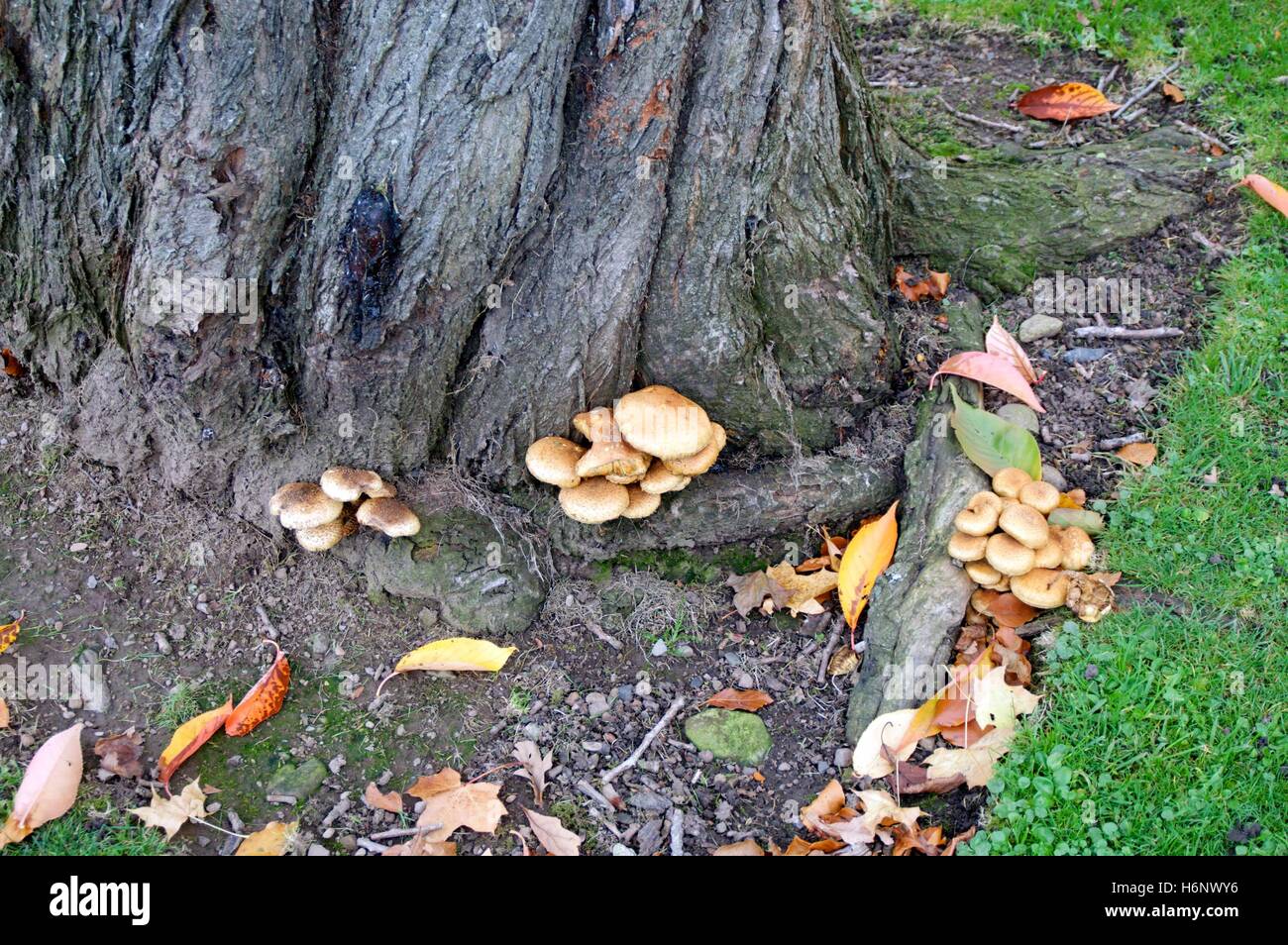Wild mushrooms growing under a tree in a public park Stock Photo - Alamy