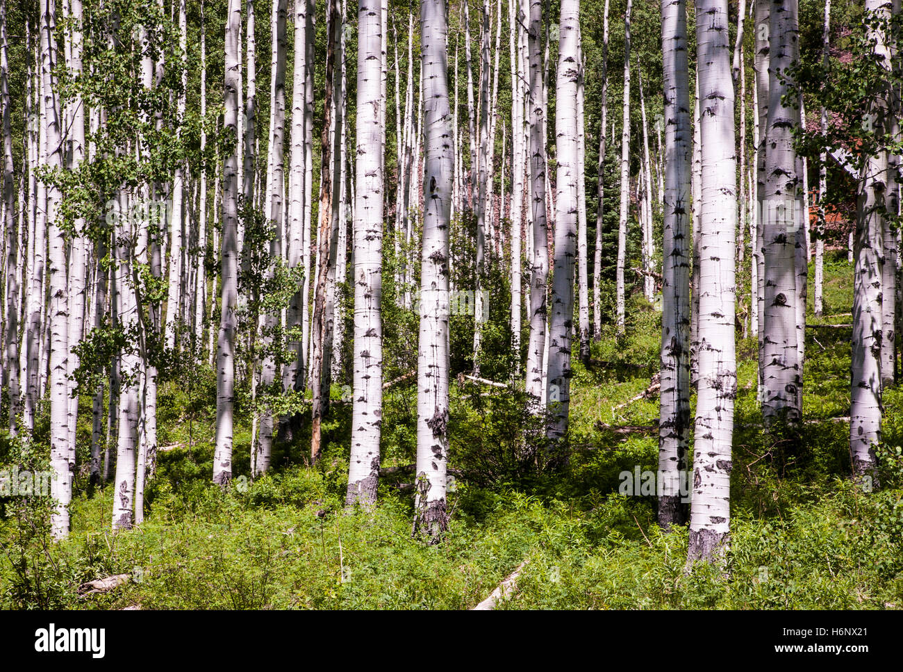 Spring Aspen tree forest in Colorado, USA, scenic America, United ...