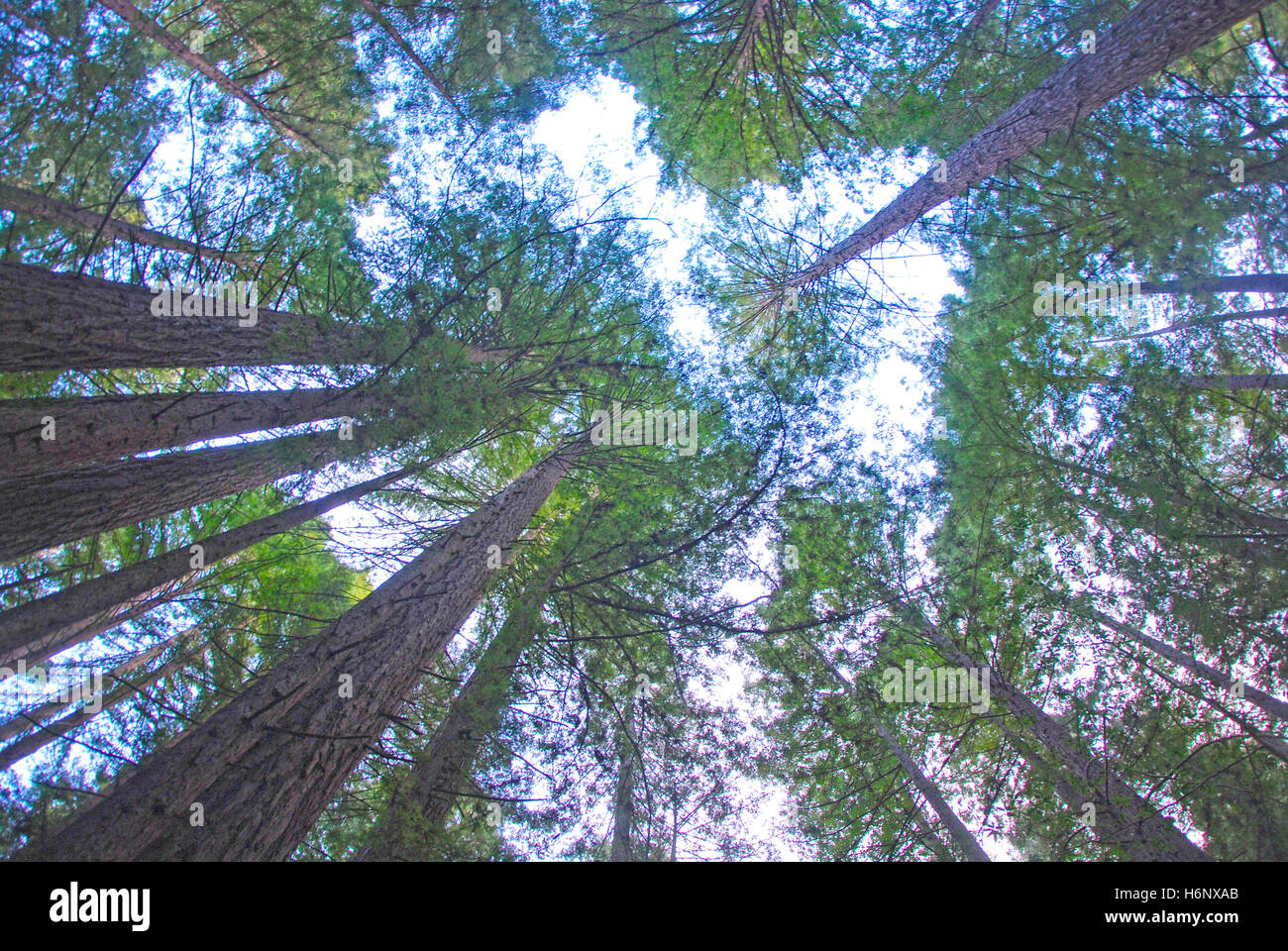 View of the tree tops of the northern California redwoods from the ...