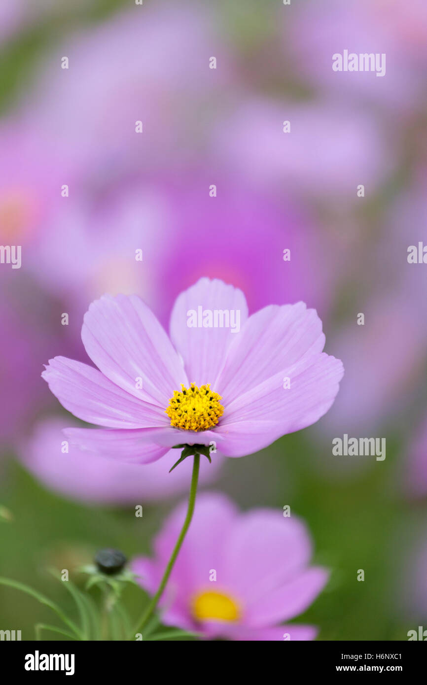 Cosmos plants hi-res stock photography and images - Alamy