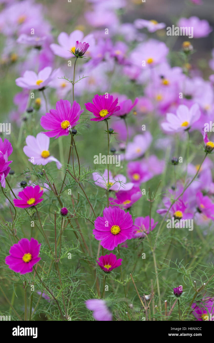 Cosmos plants hi-res stock photography and images - Alamy